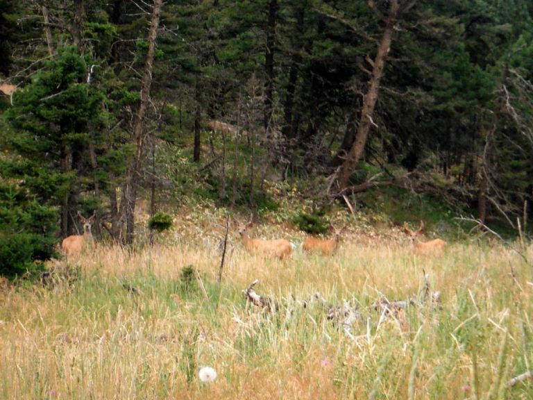 Top Big Game Hunting Ranches for Sale - Live Water Properties