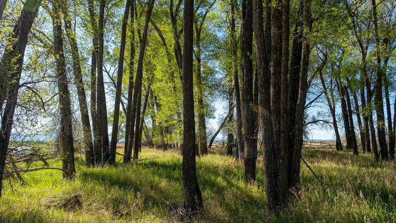 Bird Cloud Ranch - Live Water Properties - Ranches for Sale in Wyoming ...
