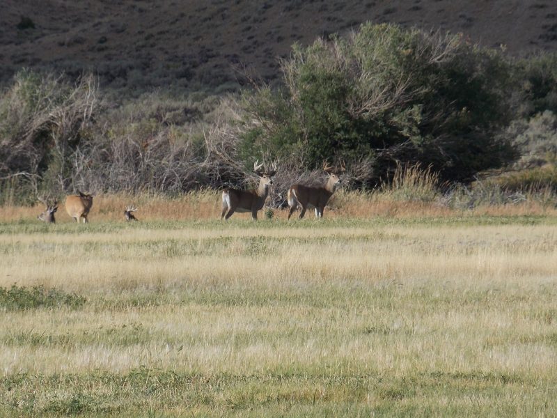 Split Rock Ranch - Live Water Properties - Ranches for Sale in Wyoming