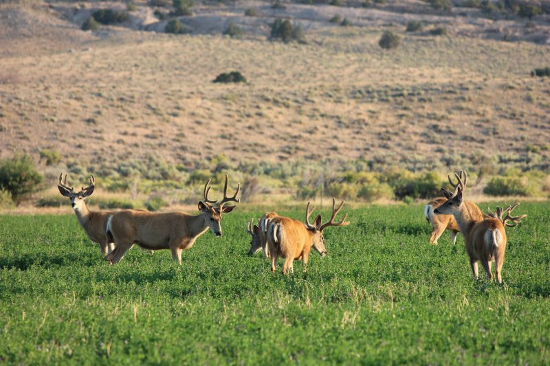 Split Rock Ranch - Live Water Properties - Ranches for Sale in Wyoming