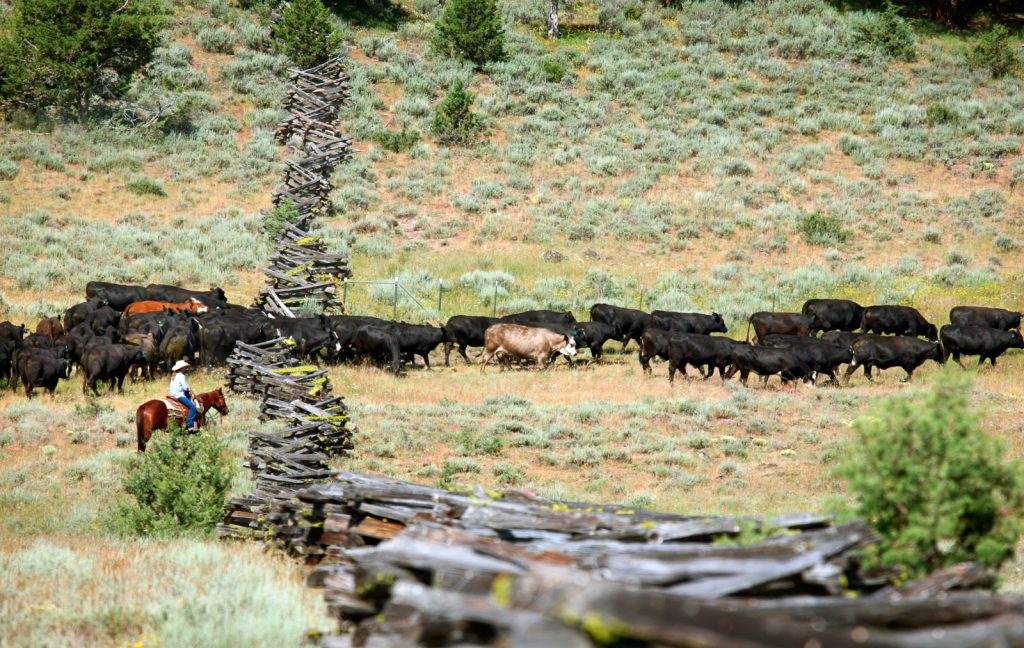 Oregon Cattle Ranches for Sale | Live Water Properties