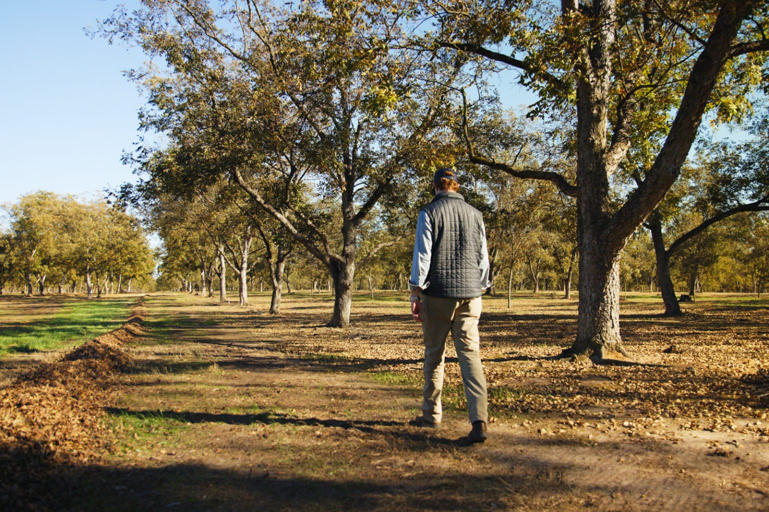 Pecan Farmland in Georgia | Graham Pecan Farm for Sale